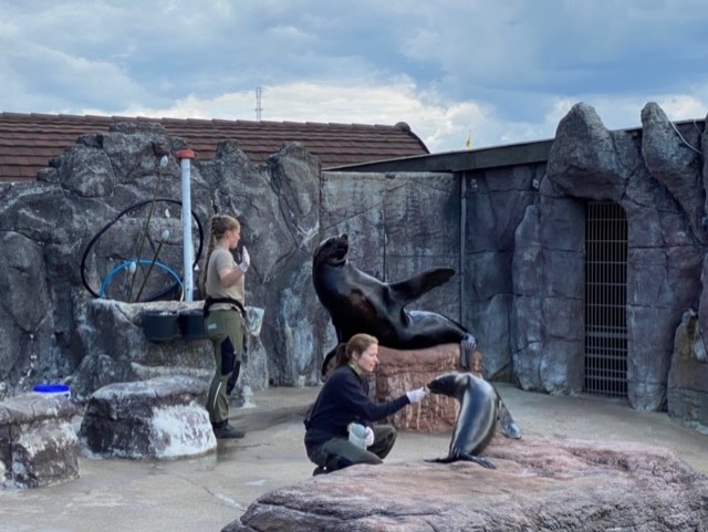 Jyllands Park Zoo – Anmeldelse & Guide | Oplevelse i Midtjylland